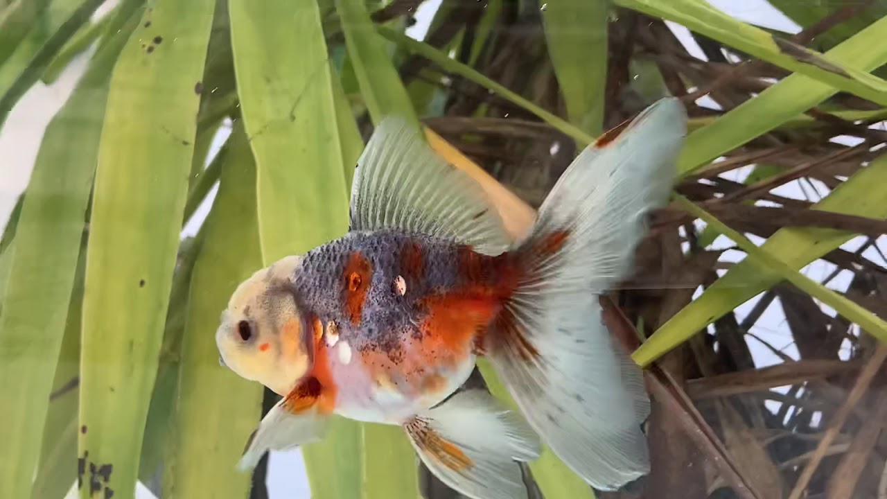 3122 Kirin oranda - YouTube