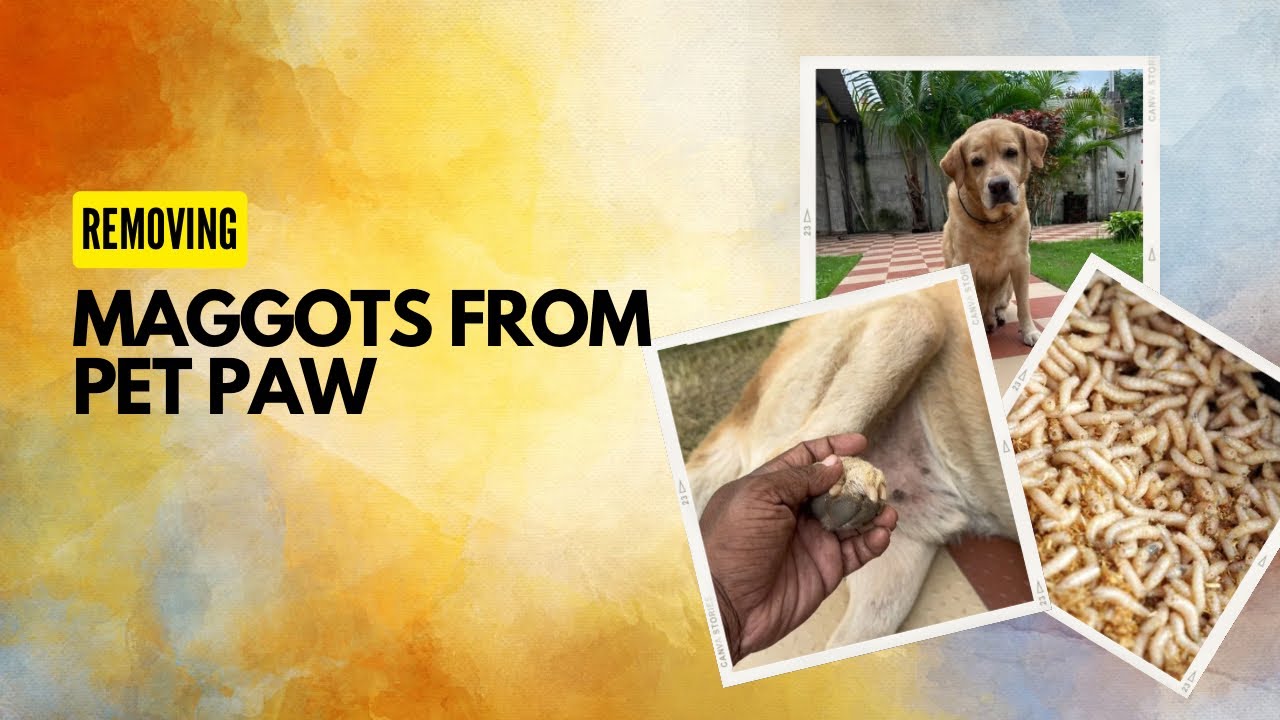 How to remove maggots from dog at home ? How many MAGGOTS we removed😱 ...