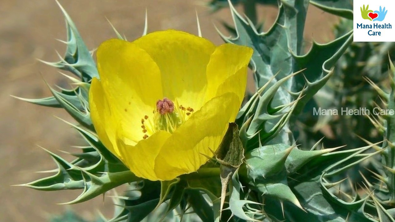 Top 5 Health Benefits Of Satyanasi Plant || Best Home Remedies Of ...