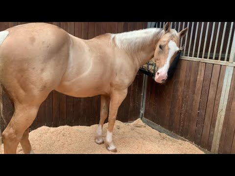 Golden Horse 🐴 Beautiful Gelding ️ happy Horse 🐴 Horse eats Hay 🐴 ...