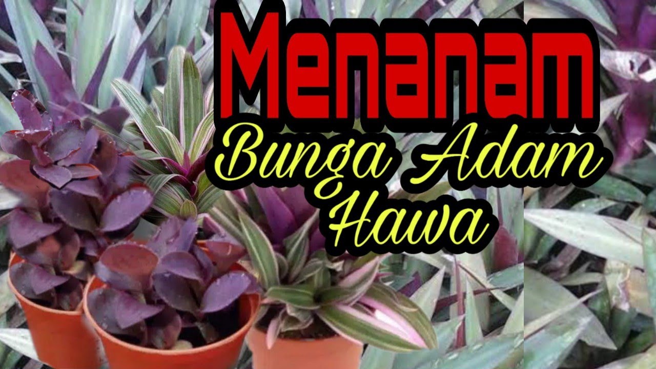 MENANAM BUNGA ADAM HAWA - YouTube