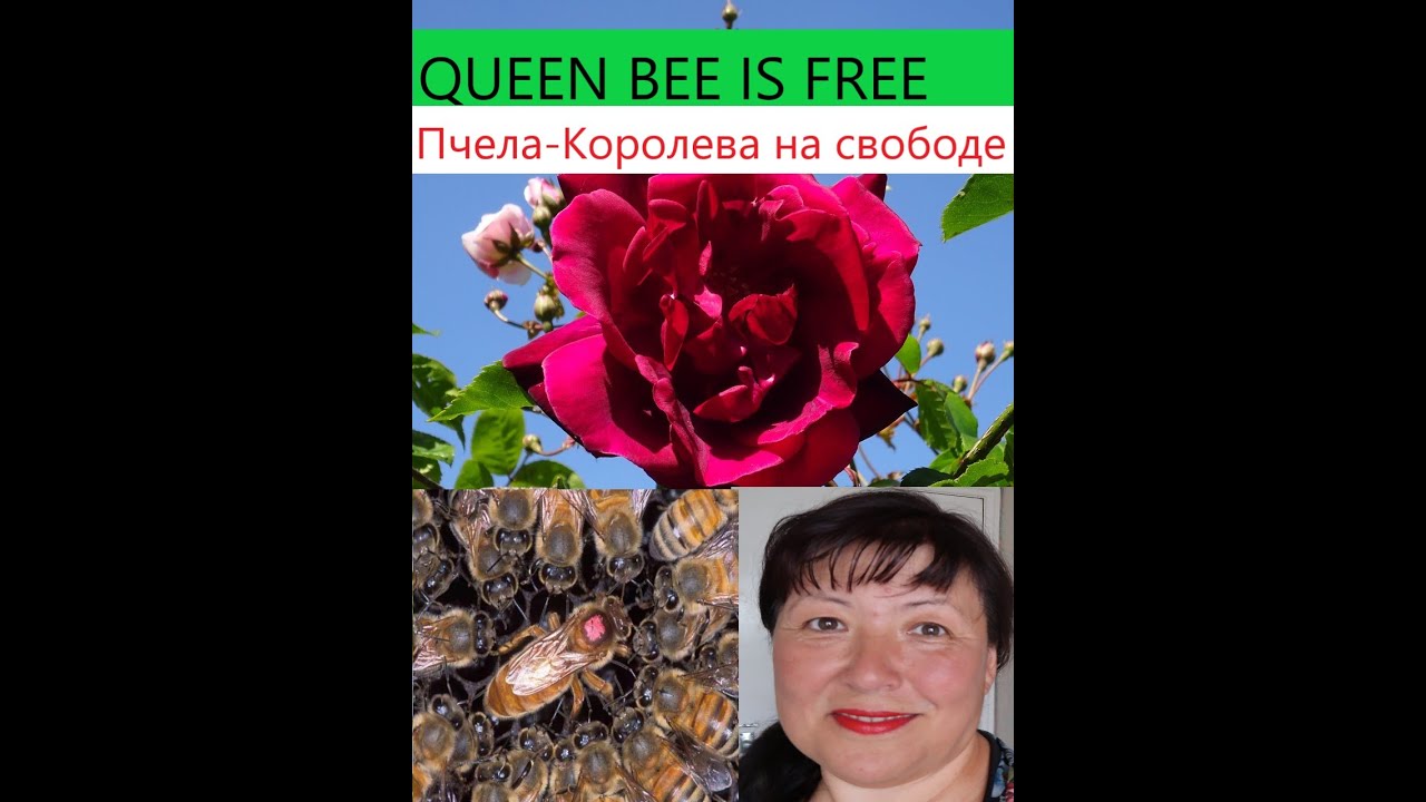 Моя КОРОЛЕВА-Пчелка на свободе! My QUEEN BEE is FREE - YouTube