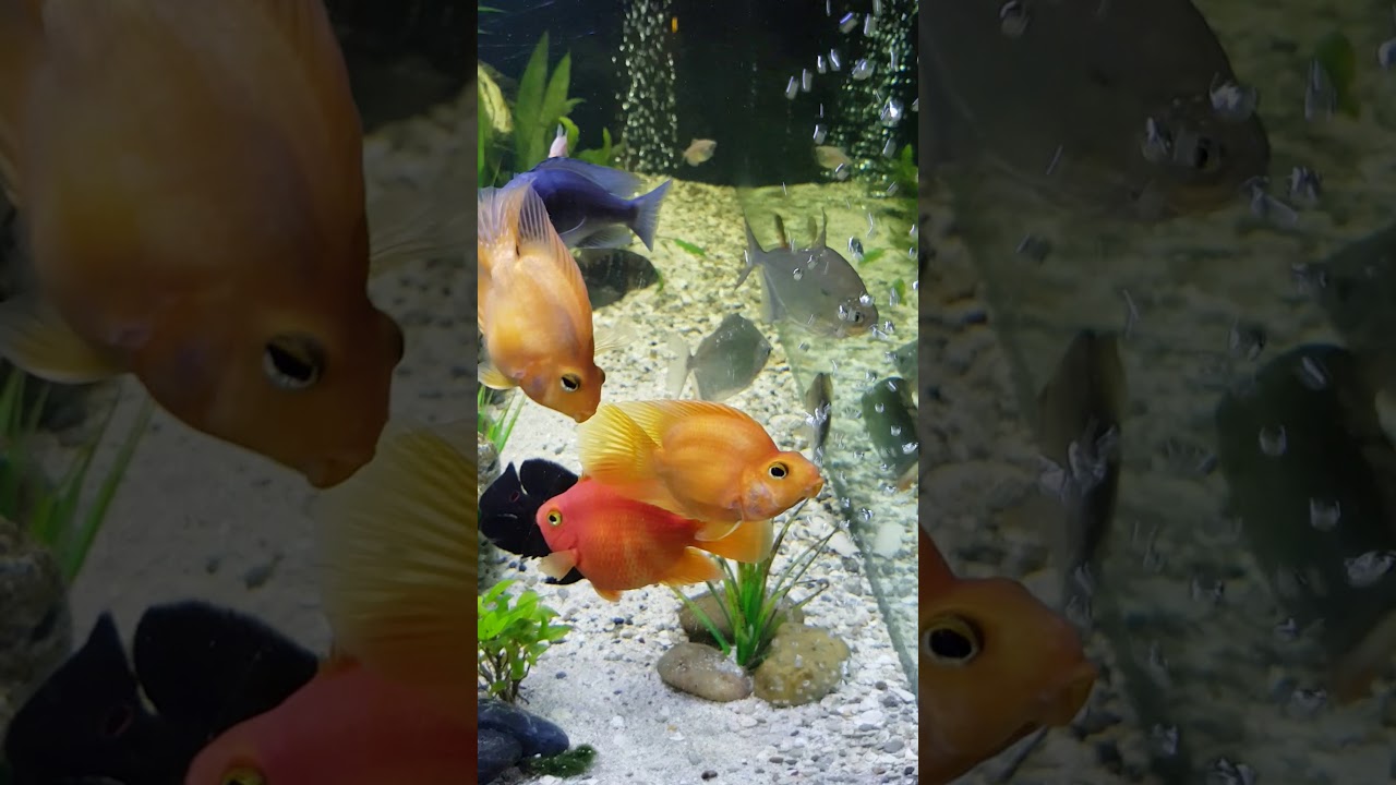 A Mess of Fish 2 - YouTube