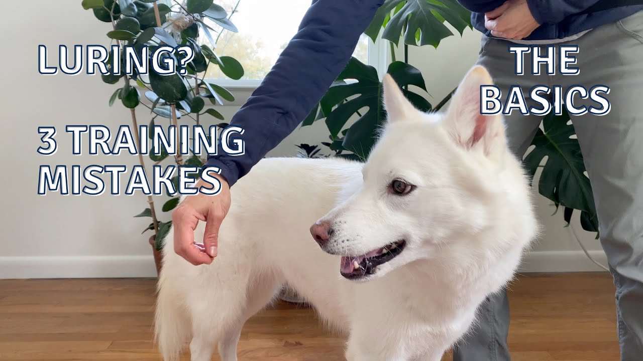 Luring? 3 dog training mistakes people make with quick tips - YouTube