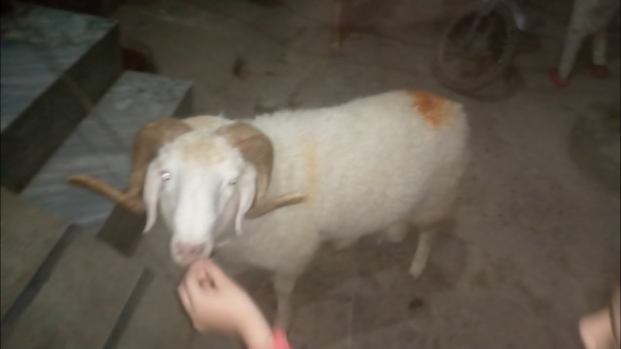 Aj sb ki akhri rat hai|Chand rat velog|| - YouTube