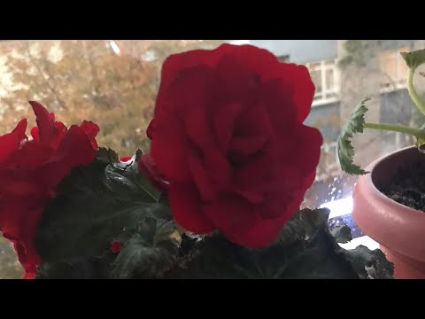 Katmerli ve rex begonya çoğaltmak hiç bu kadar kolay olmadı