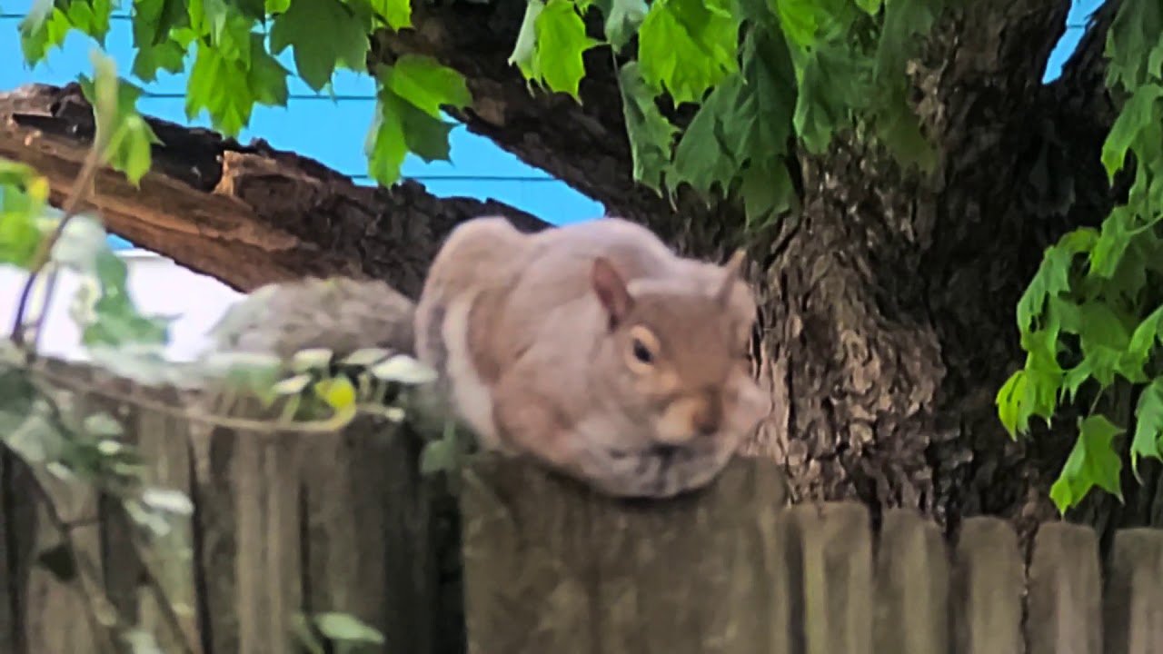 Buff squirrel Ohio v2 - YouTube