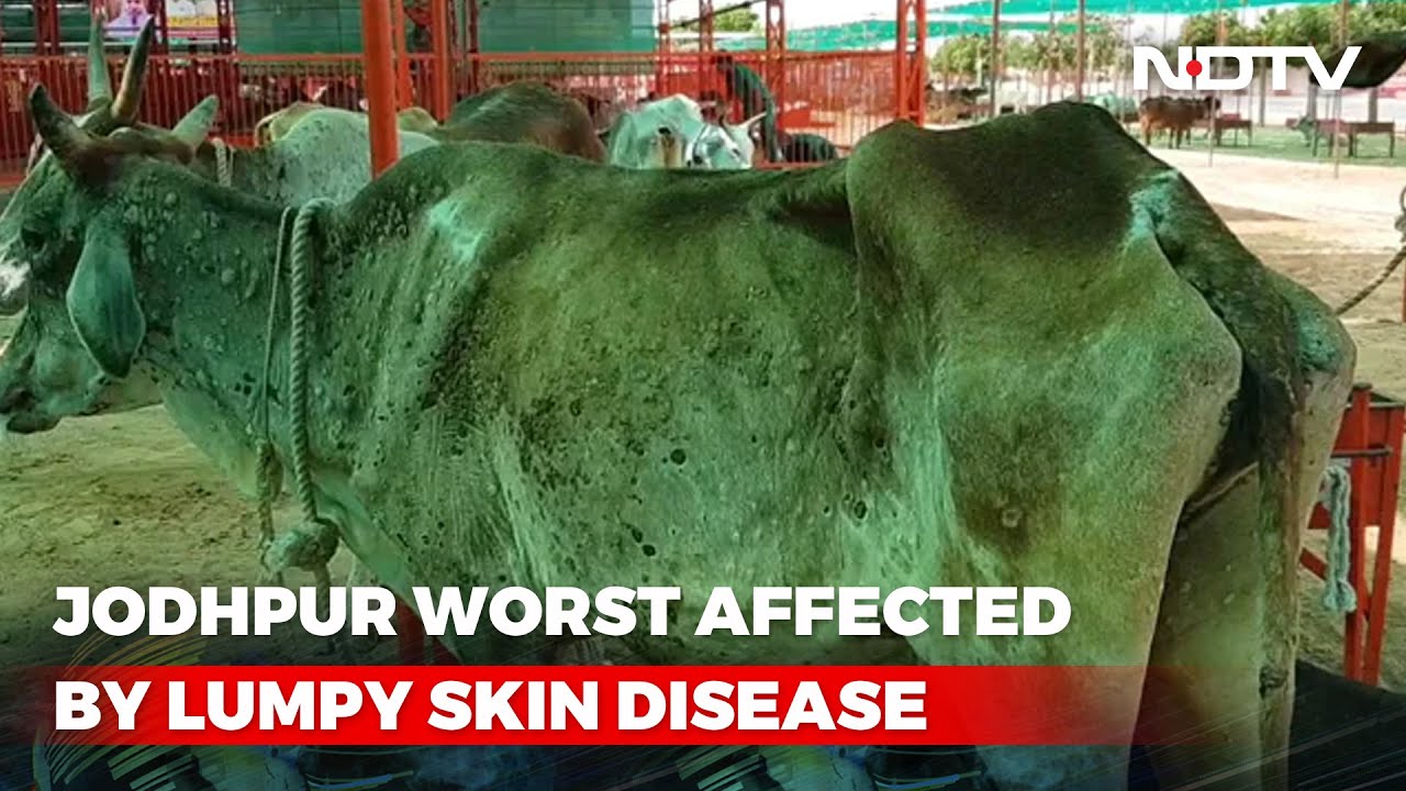 Rajasthan, The Epicentre Of Lumpy Skin Disease - YouTube