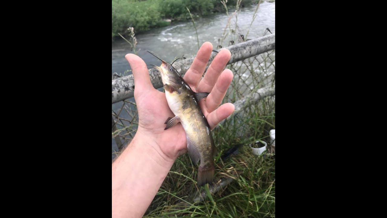 Fern ridge Long Tom River - YouTube