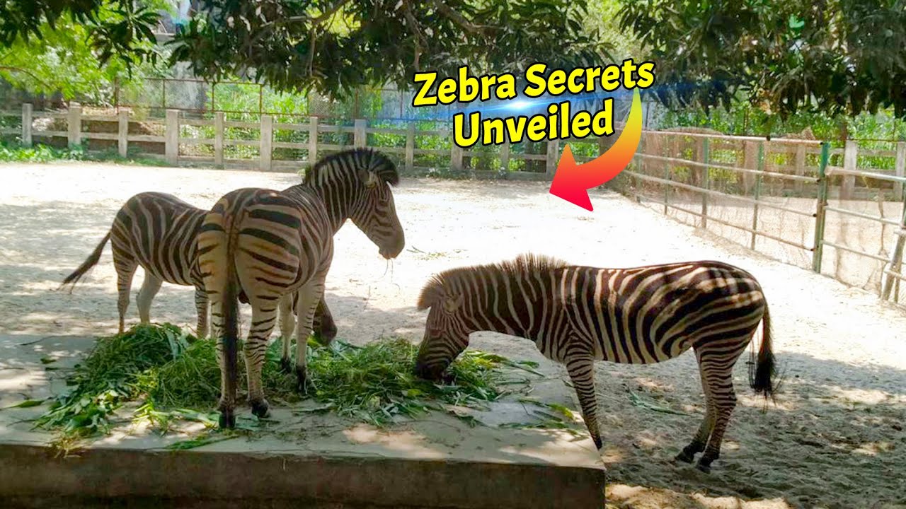 Incredible Zebra Encounters; Prepare for a Wild Adventure Like Never ...