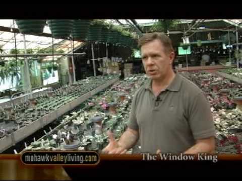 MVL #219 Lyndon Lyon Greenhouse in Dolgeville, NY African Violets - YouTube