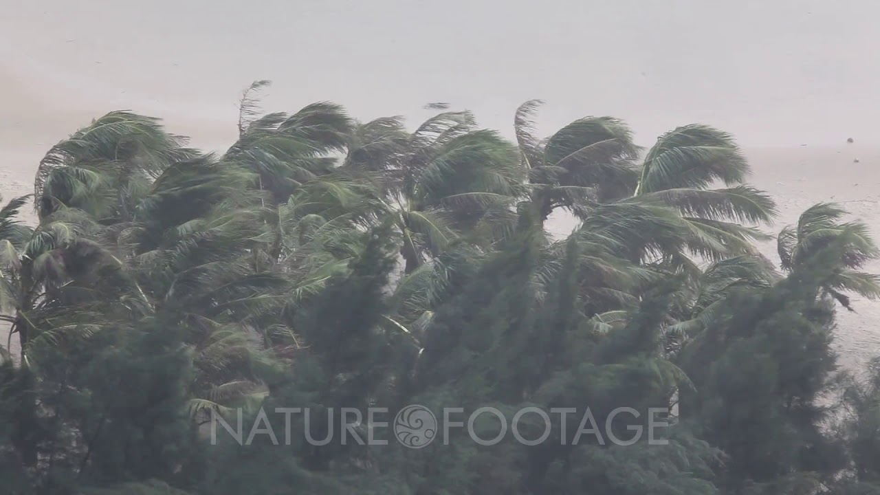 Hurricane Winds Palm Trees