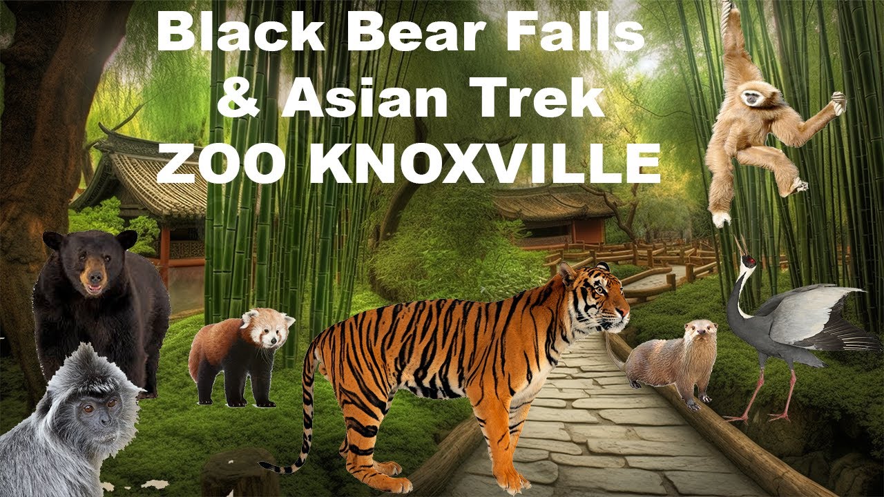 Uncaged Zoo Tours: Black Bear Falls and Asian Trek at Zoo Knoxville ft ...