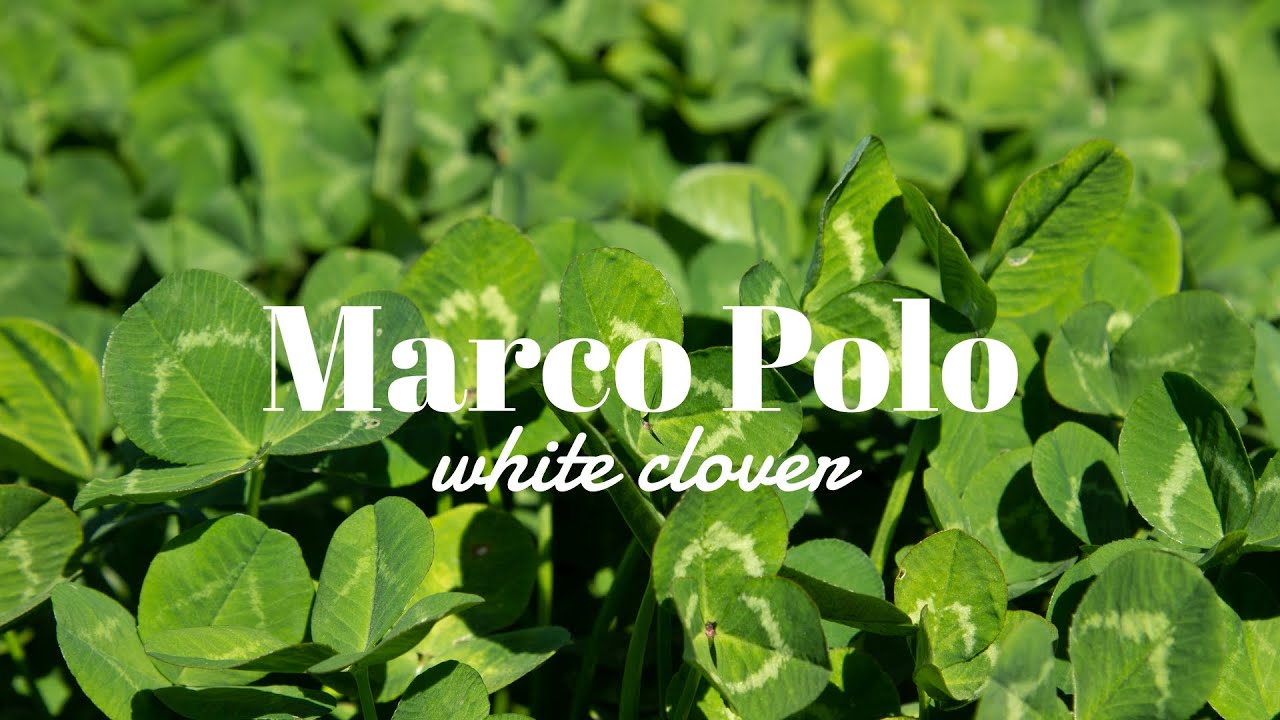 Marco Polo White Clover Study - YouTube