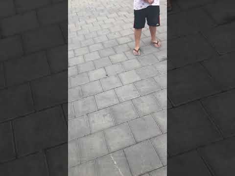 Yağız Delikanlı