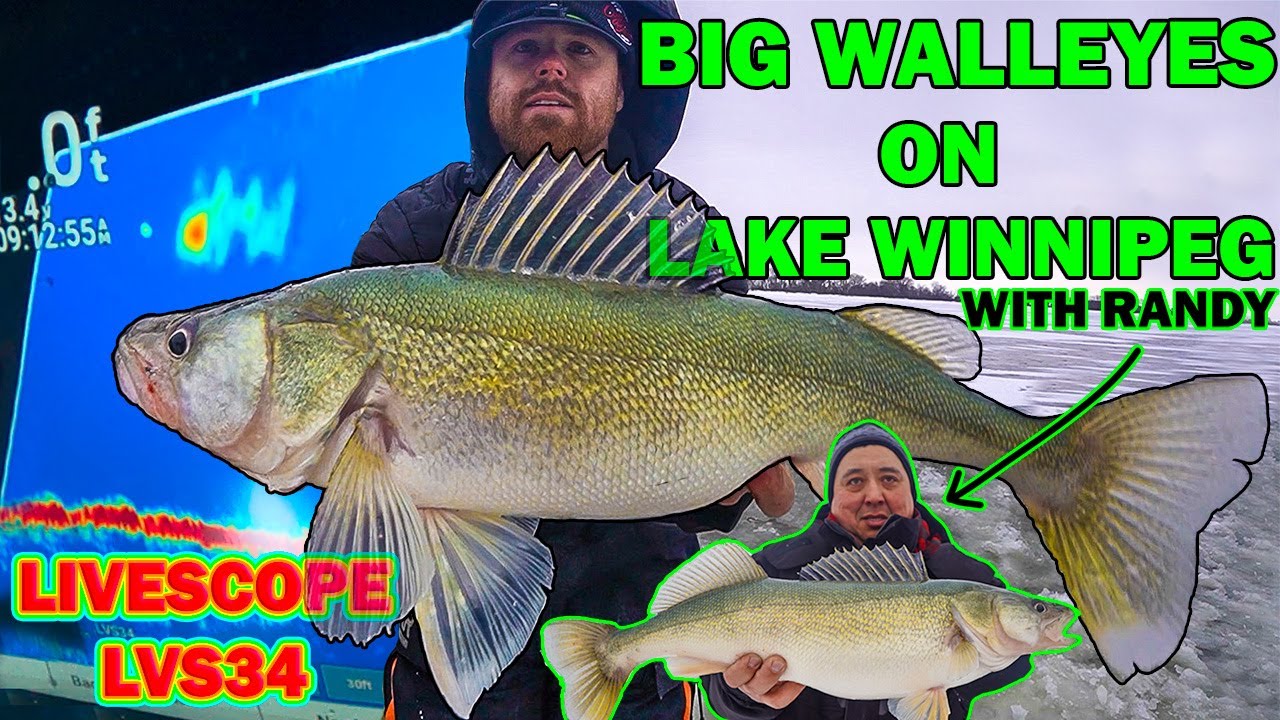 BIG Lake Winnipeg Greenback Walleyes on Panoptix LiveScope - We lost ...