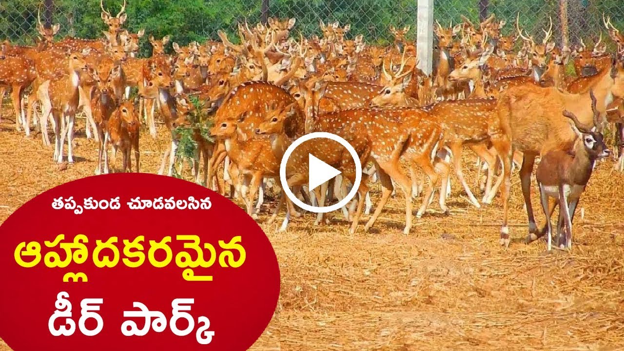 Deer Park Karimnagar || Picnic Spot || Tourist Places in Telangana ...
