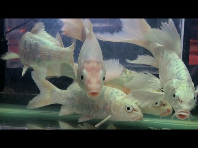 White Aquarium Fish