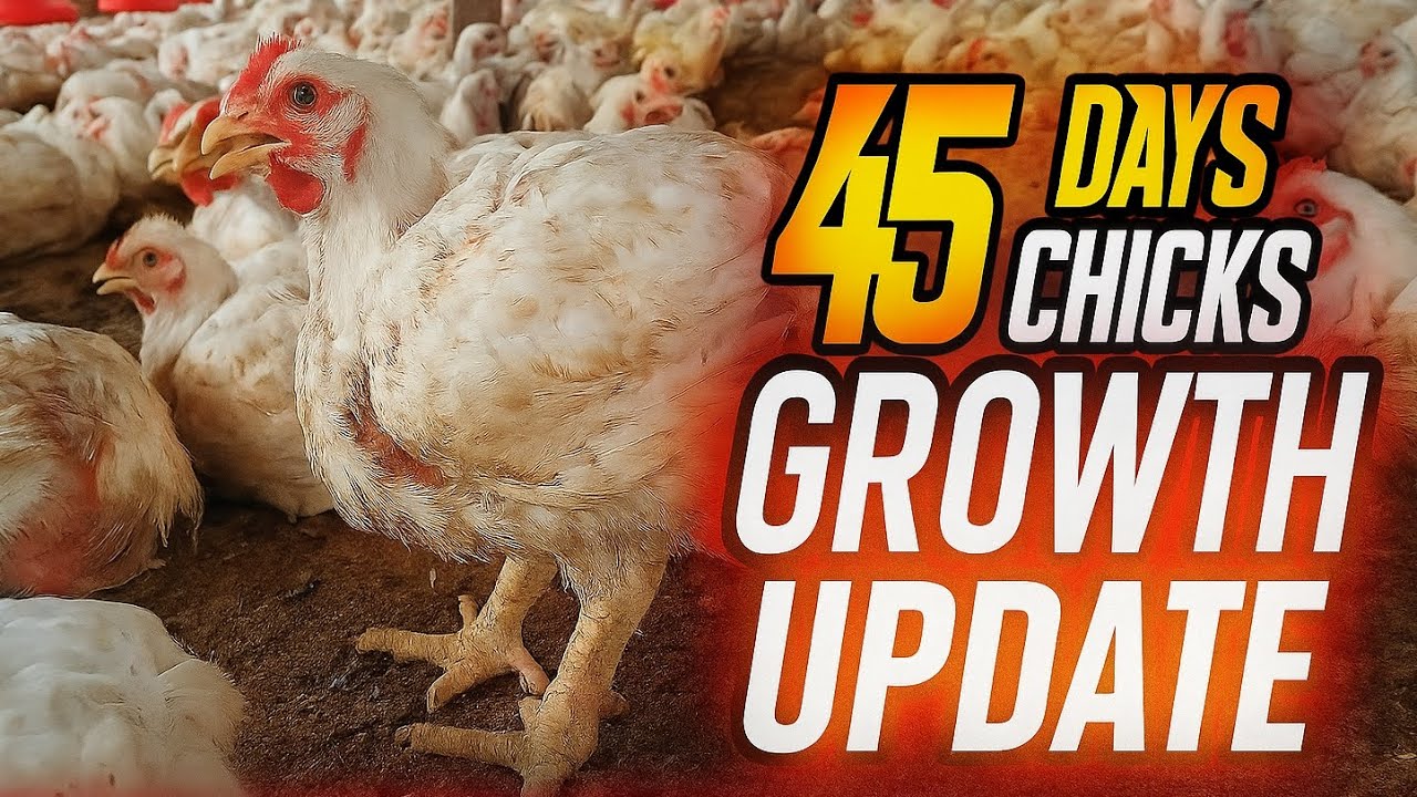 45 Days Chicks Growth | Poultry Farming Progress | Muna Hafsa Poultry Farm Update | Broiler ...
