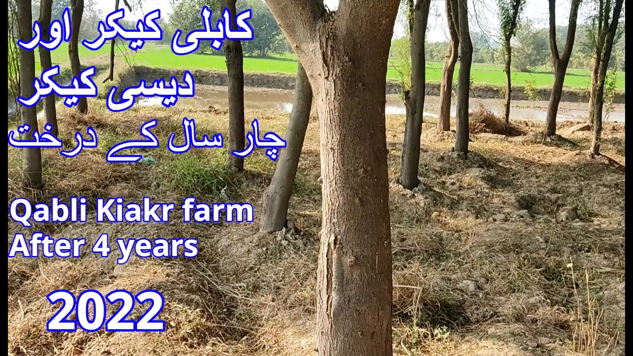 Kikar Farming I Qabli kikar and Desi kikar I Kabuli kikker 2021 I Tree ...