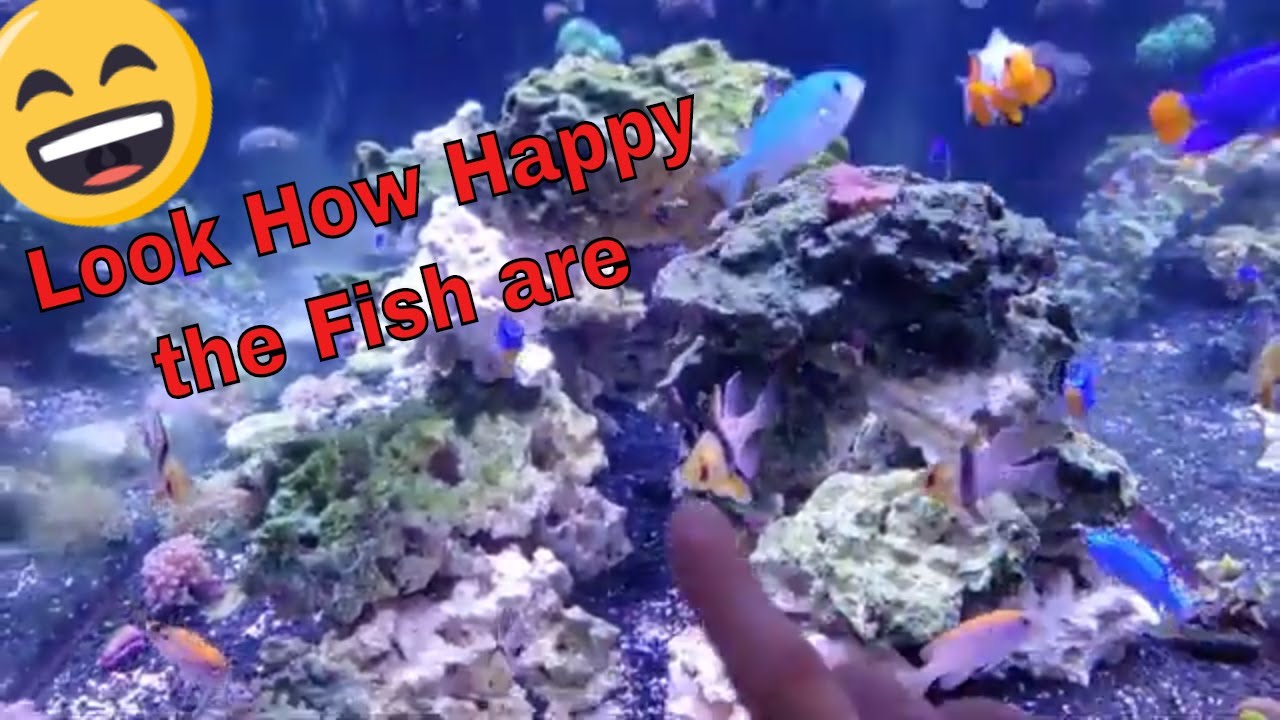 Aquascaping Marco Rocks with Morter to scape the perfect NANO Aquarium ...