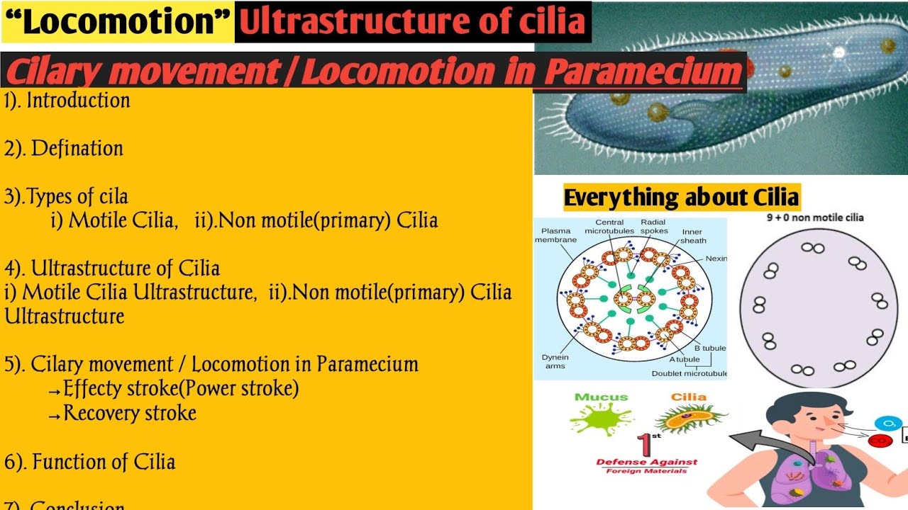 Ultrastructure of Cilia | Locomotion in Paramecium | Cilary Movement ...