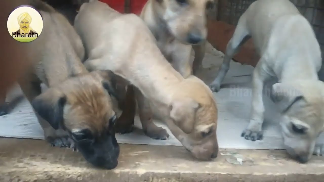 Original Kanni Breed Dogs And Puppies - YouTube