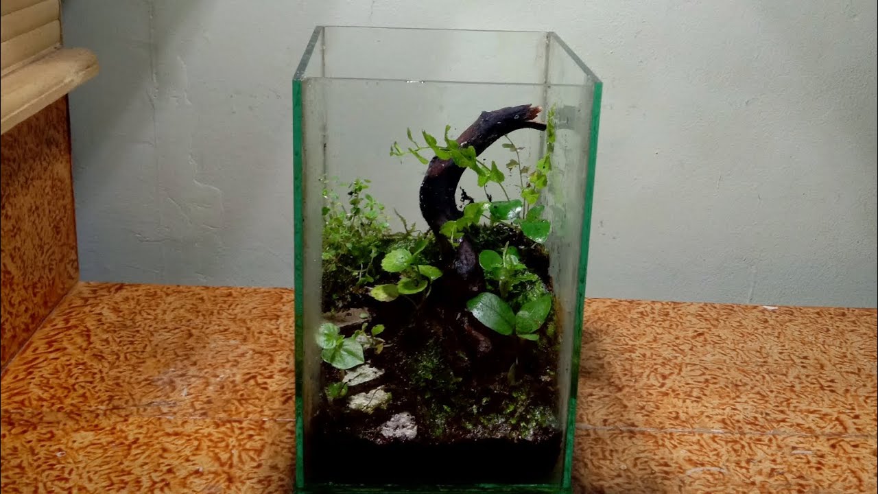 Cara membuat terrarium sederhana. //alat dan bahan di deskripsi// - YouTube