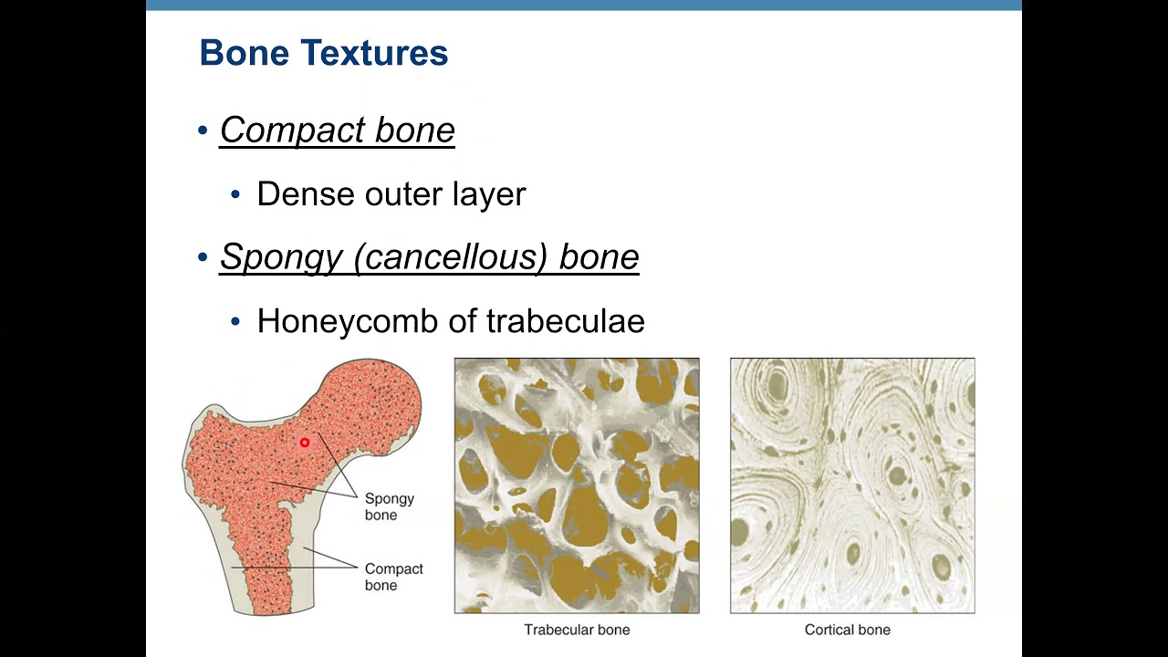 Video Lecture, Bones and bone tissue - YouTube