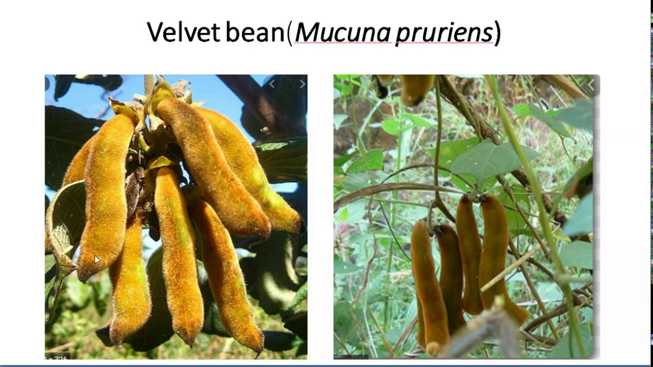 Kaunch Beej ke fayde || Benefits of velvet beans || Mucuna pruriens as ...
