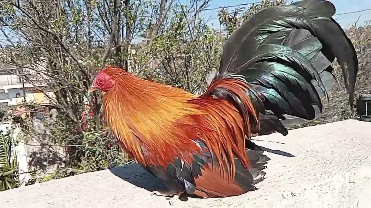 🐣🐓🇲🇽 CRIADERO LAS MARGARITAS 🐣🐓🇲🇽🌼 un gallo alimonado - YouTube