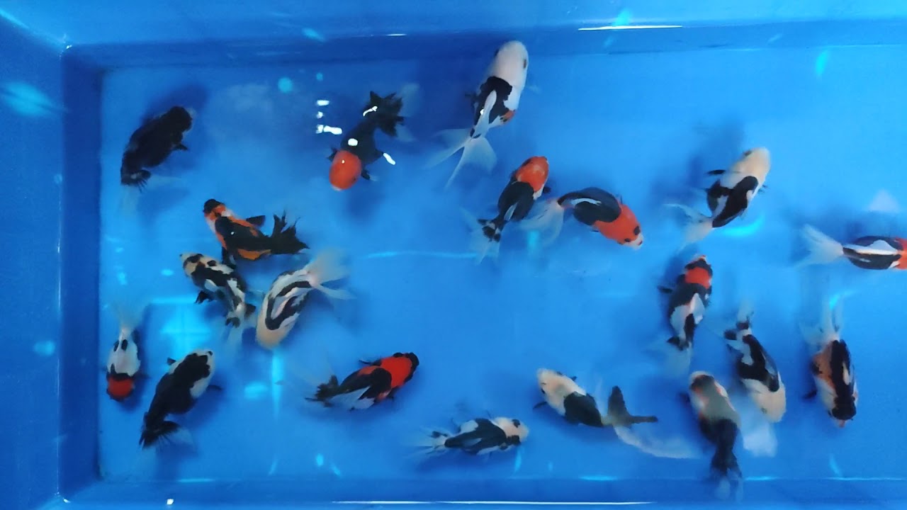 ikan koki panda dan tree color - YouTube