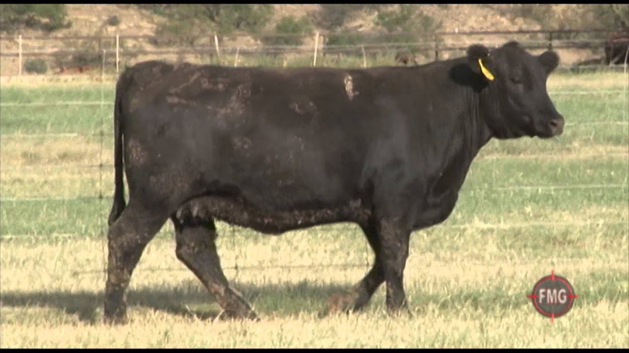 LOT 1290 RA Brown Ranch - YouTube