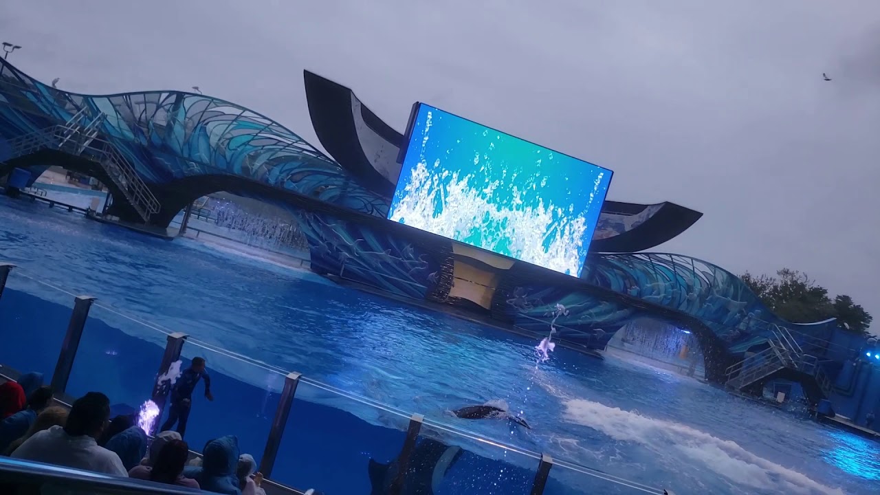 December 23rd 2019. One Ocean Show at Sea World Orlando. - YouTube
