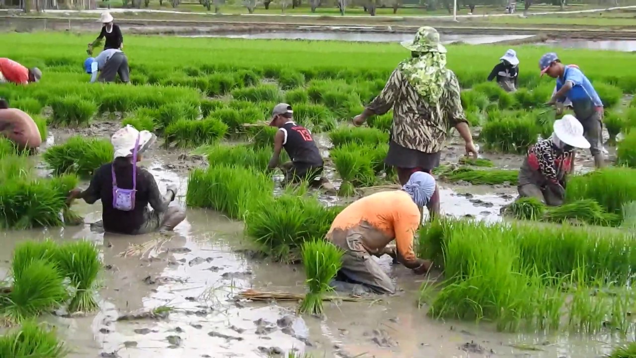Roxas, Isabela - Growing Rice in the Philippines - YouTube