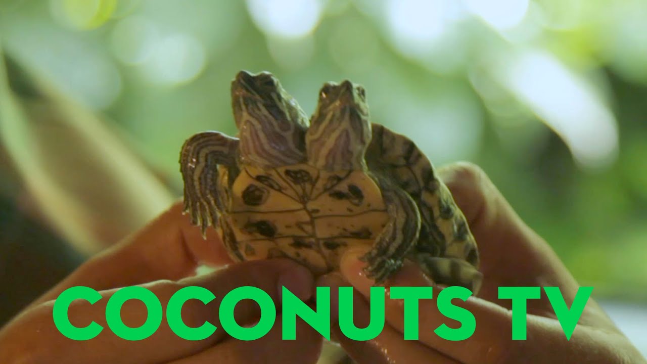 Two-Headed Turtles and Faceless Fish at Siam's Secret Freak Show - YouTube