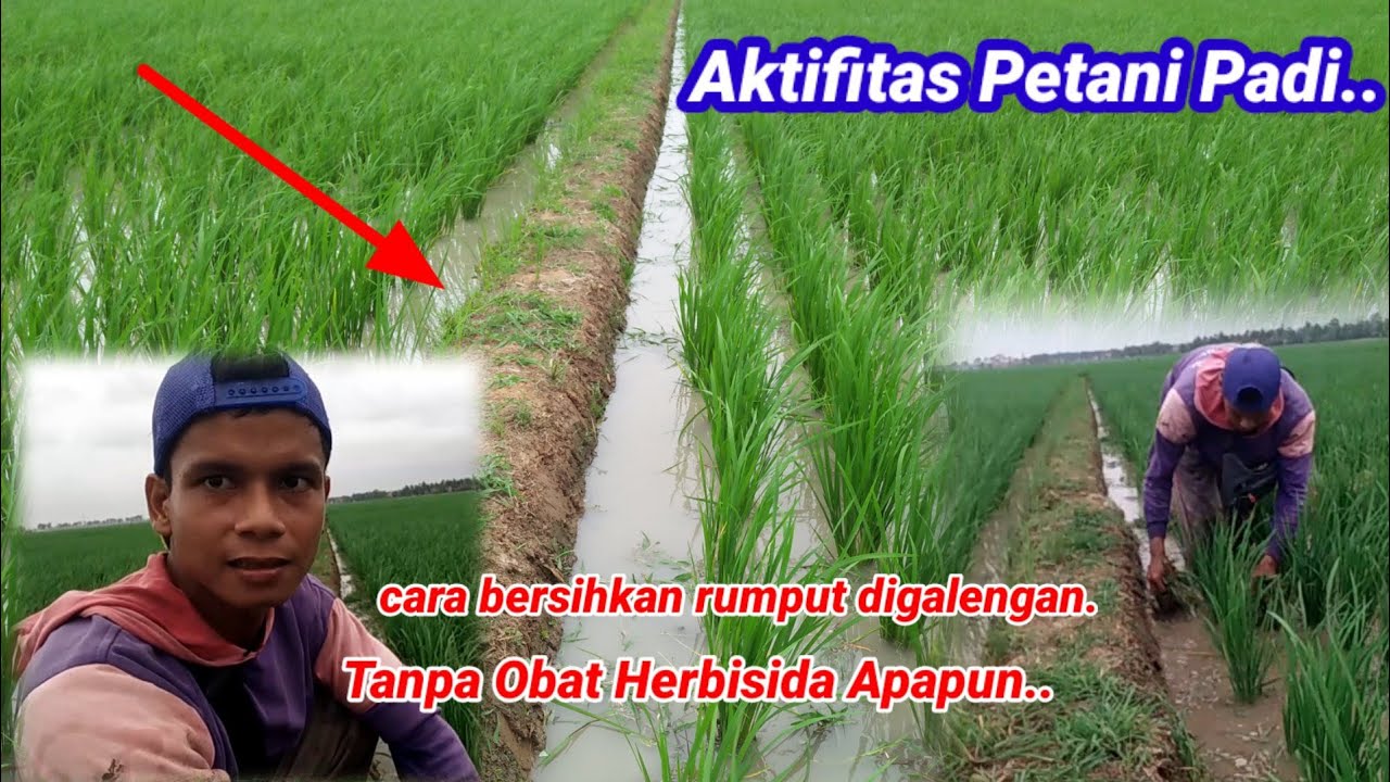 AKTIFITAS PETANI PADI,CARA BERSIHKAN GALENGAN DARI RUMPUT LIAR/GULMA ...