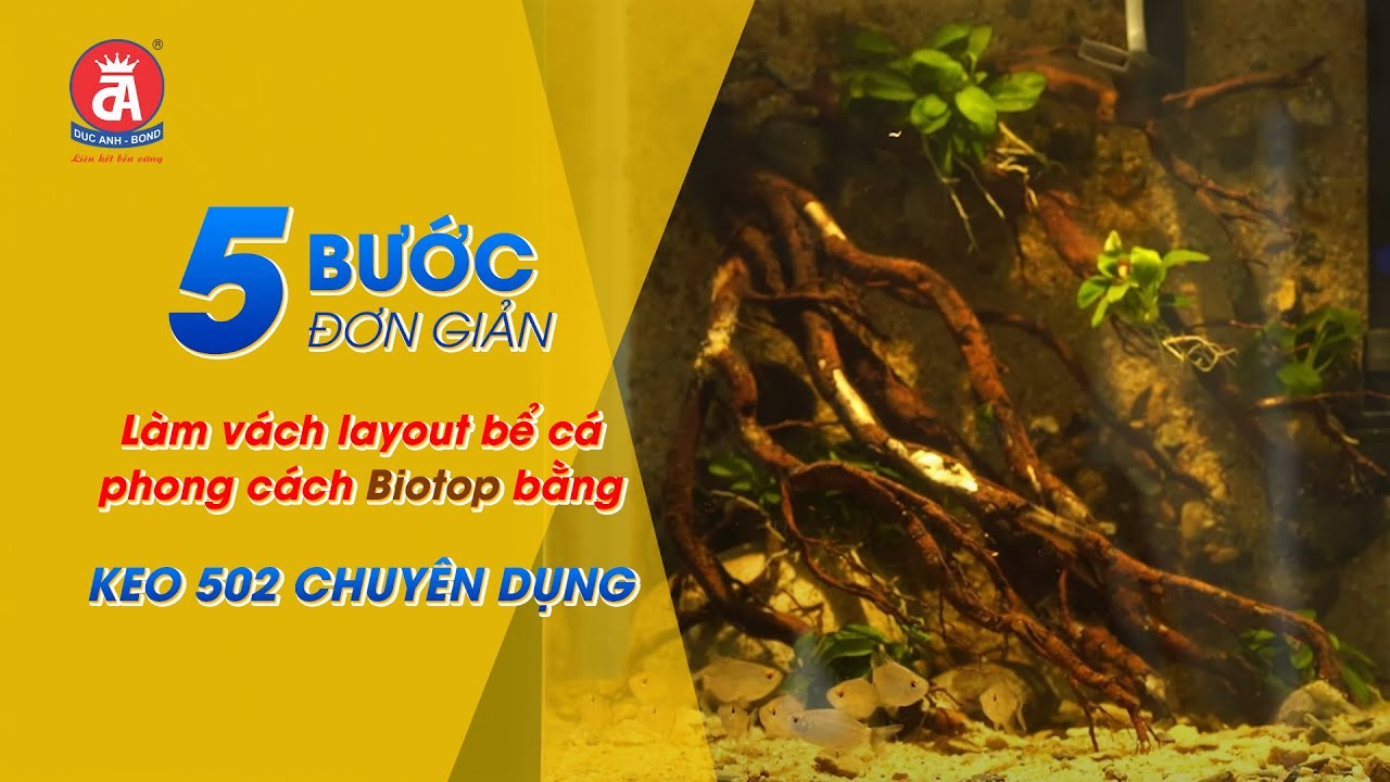 5 bước đơn giản làm vách layout cho bể cá Biotop bằng keo 502 Chuyên ...