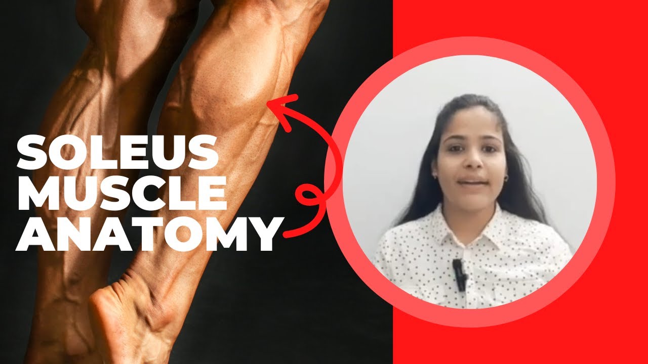 Exploring Soleus Muscle Anatomy - A Detailed Look | Hindi ...
