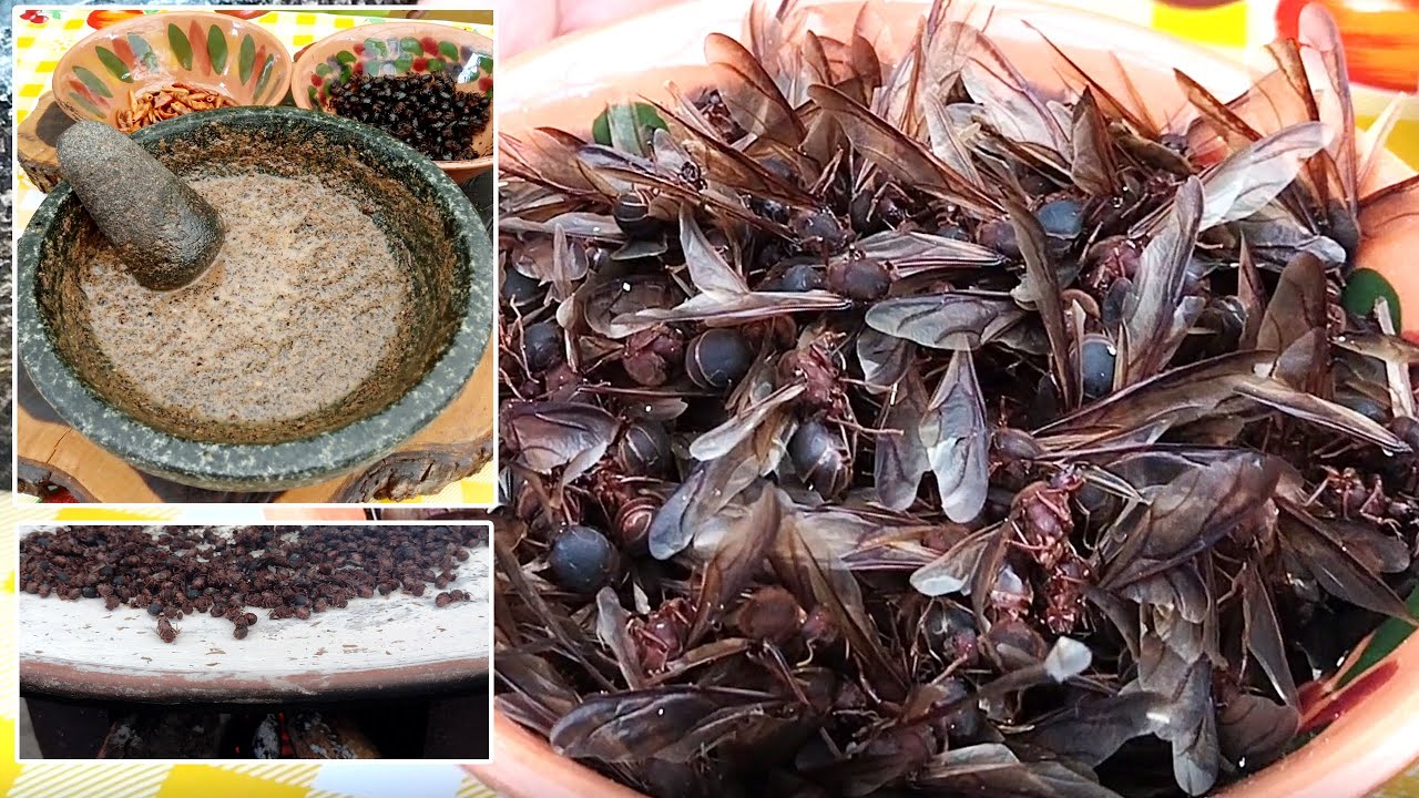 SALSA DE CHICATANA, UNA DELICIOSA RECETA PREHISPÁNICA. - YouTube