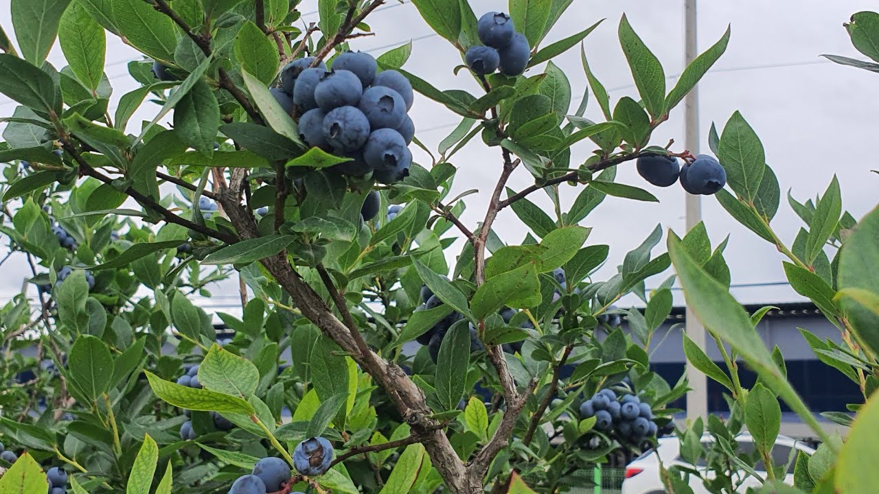Picking blueberries#farming#farmland#freshfruit#blueberries#korea - YouTube