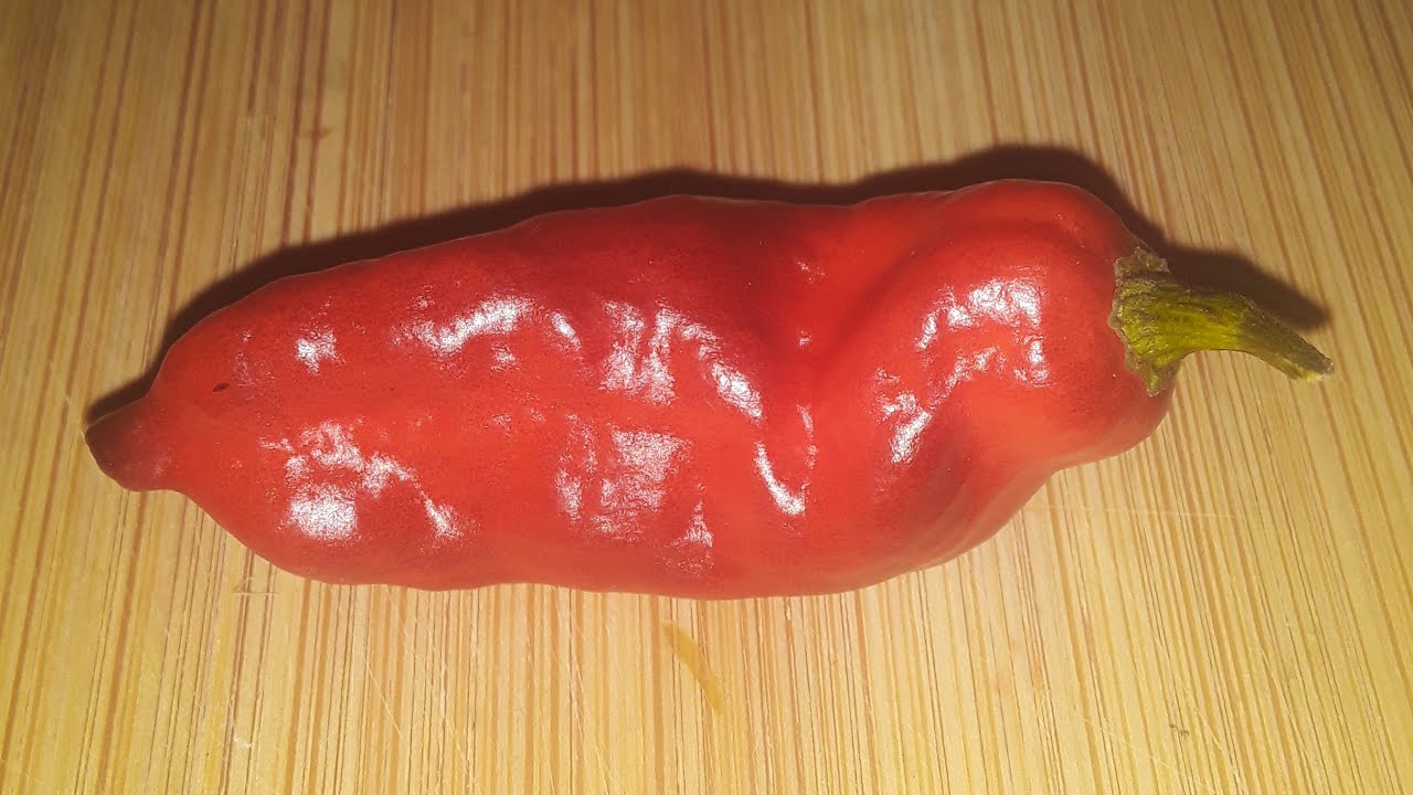 Pepper Review #33 Yaki Blue Purple Ghost Pepper 1,000,000+ shu - YouTube