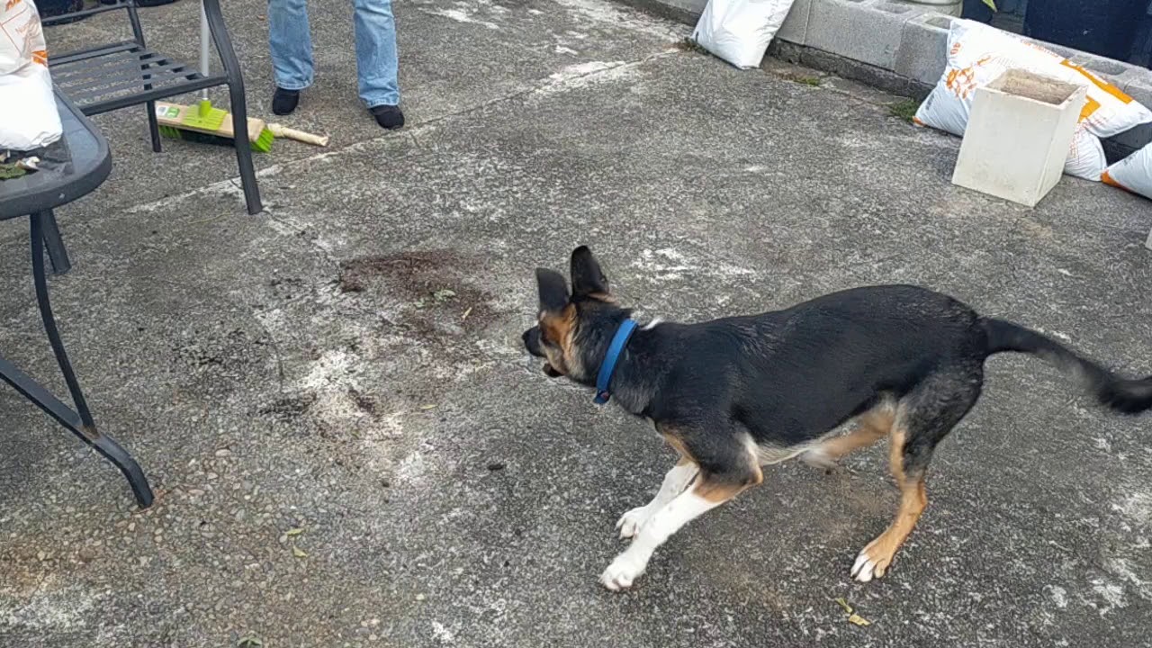 Sum... Dog... Clean Sweep Victory "Dance" - YouTube