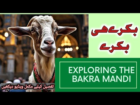 Lahore Bakra Mandi Updates | Bakra Eid | Qurbani 2024 - YouTube