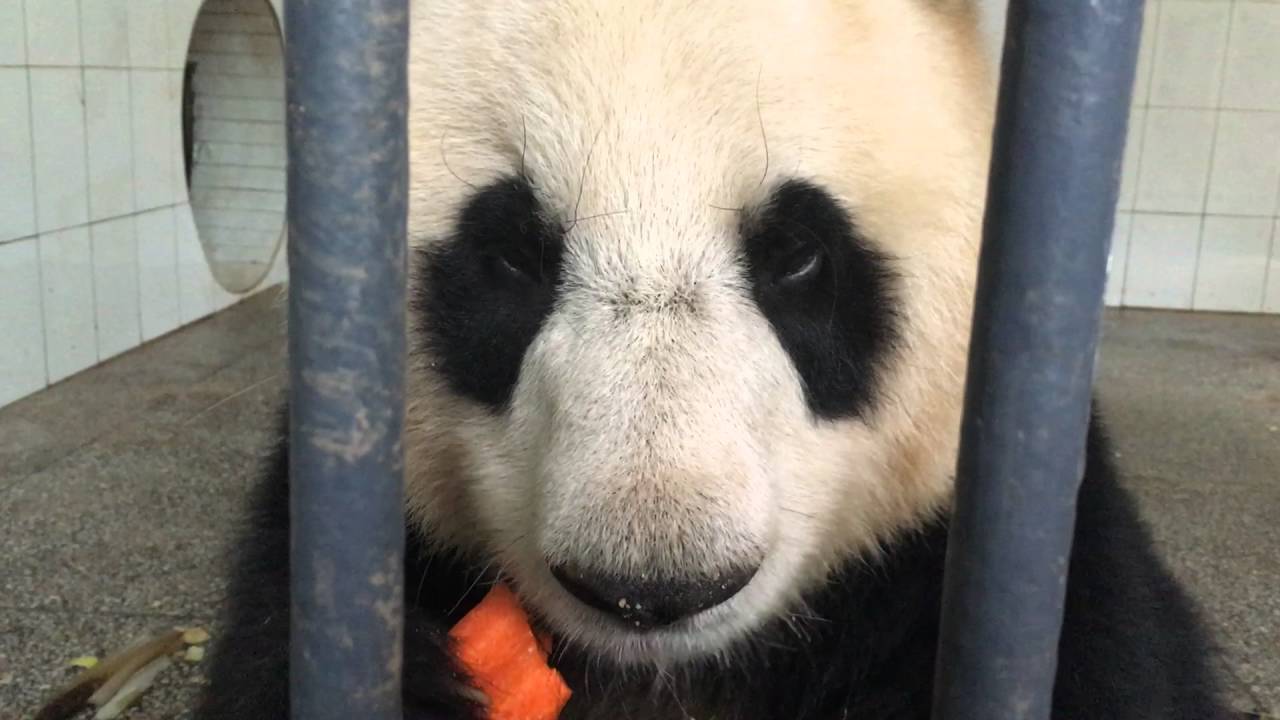 Panda eating carrot Cui Cui - YouTube
