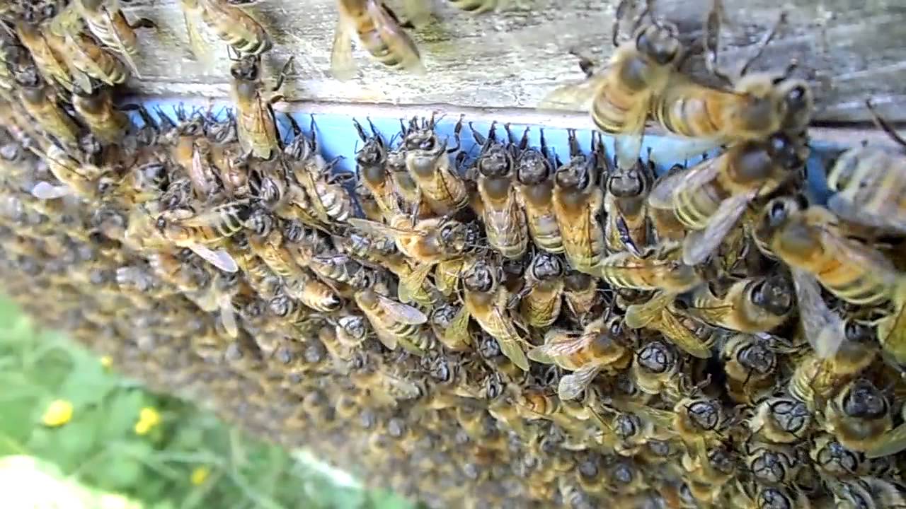 Honey Bee tarsal claws - YouTube