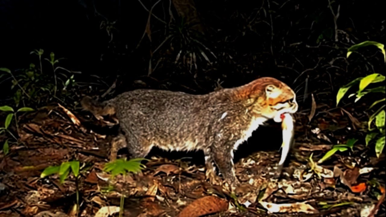 Flat-Headed Cat: Weirdest and Rarest Wild Cat You've Never See - YouTube