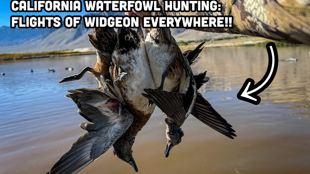 California Waterfowl Hunting: Flights of Widgeon Everywhere!! - YouTube