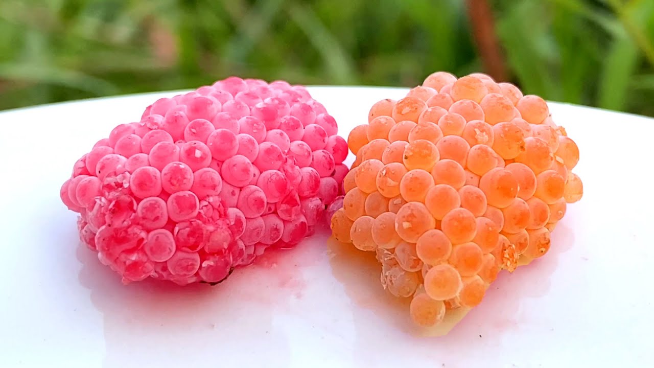 Invasive snail eggs crushed | Apple snail Eggs ASMR 🐌32 - YouTube