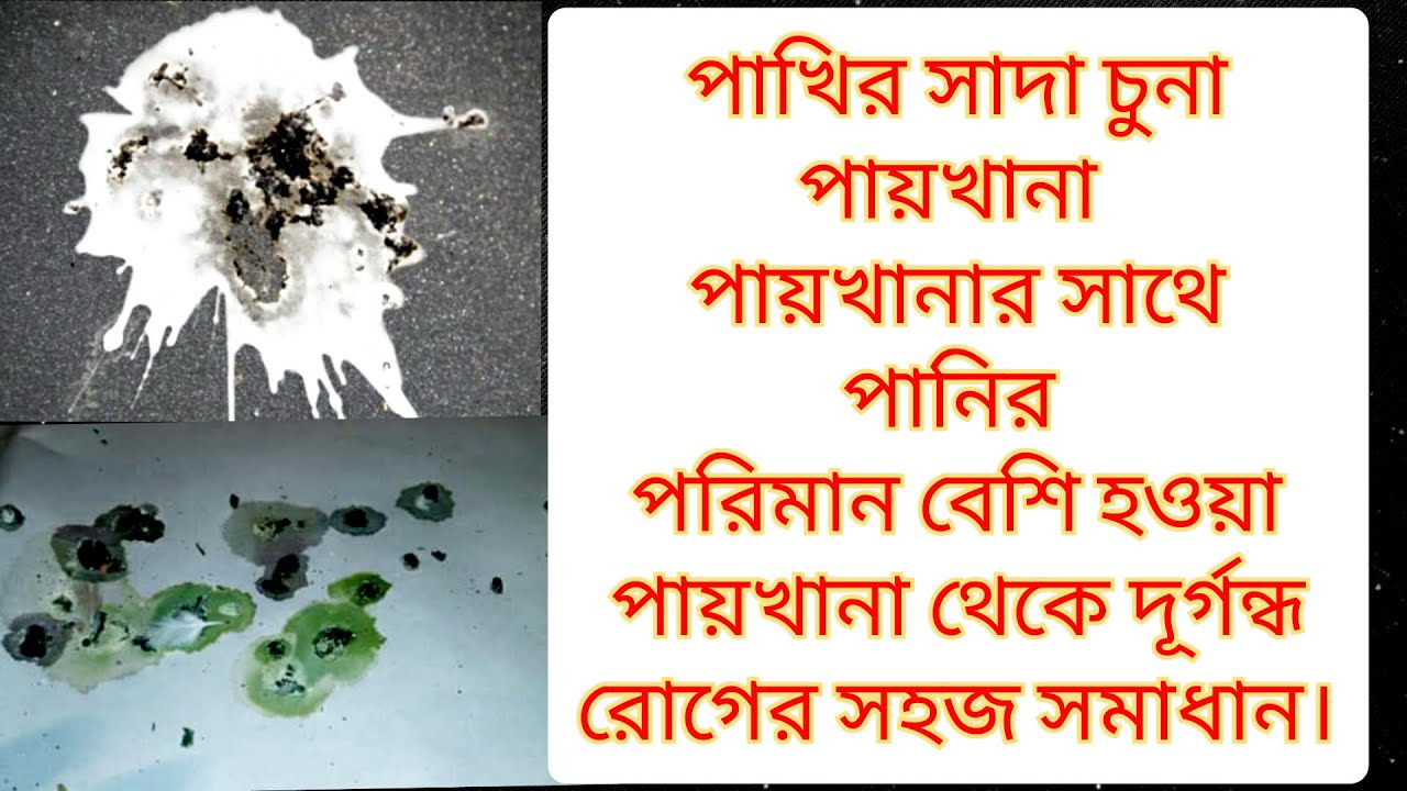 Pakhir Sada Chuna Paykhana Rog Er Lokkhon Somadan|Pakhir Paykhana ...